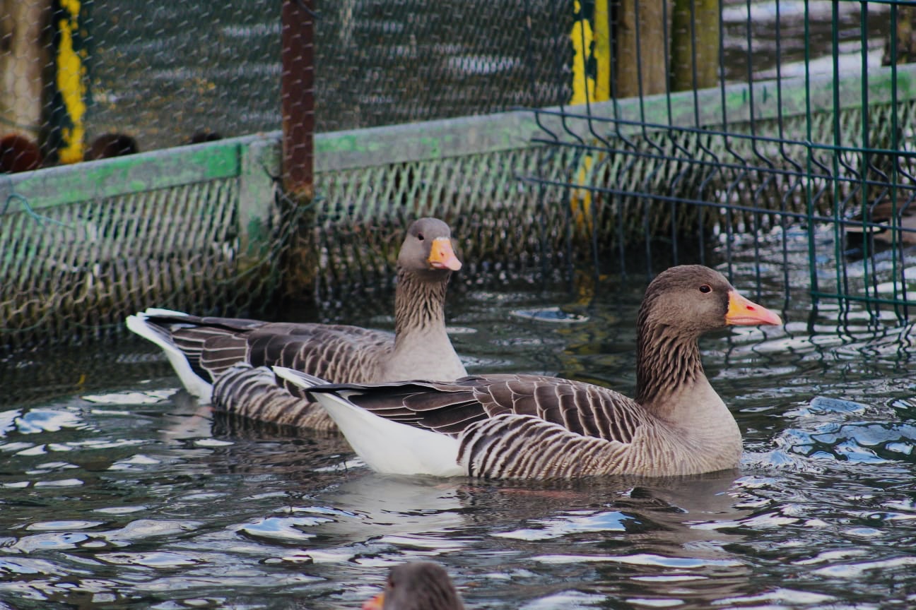 CONCEPTSAUVAGINE Éleveur Canard Nord