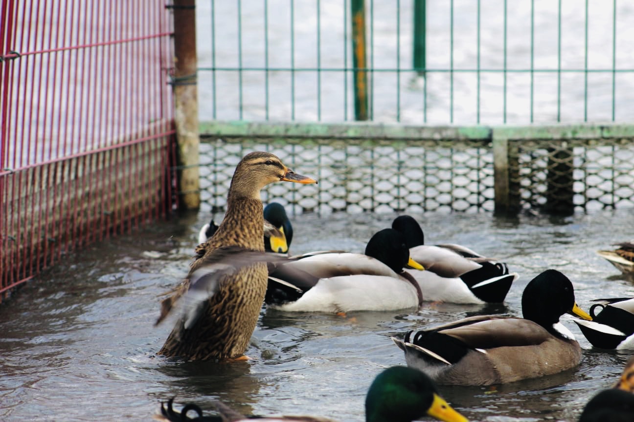 CONCEPTSAUVAGINE Éleveur Canard Nord
